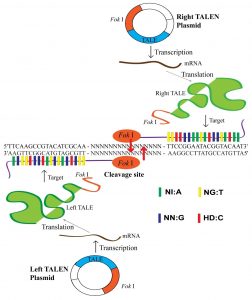 基因編輯技術CRISPR和TALEN的比較 - CASE 報科學