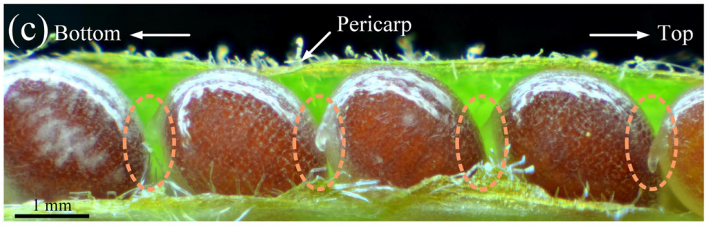 讓「種子」飛一會兒——自力傳播 (Ballochory) 的種子如何發射？ - CASE 報科學