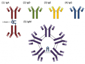 人類抗體的同型 | 科學Online
