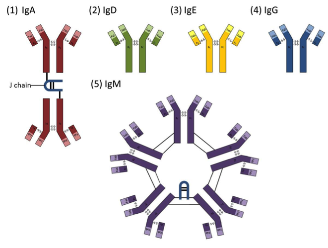 人類抗體的同型 | 科學Online
