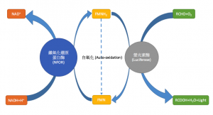 發光細菌在毒性試驗的應用 | 科學Online