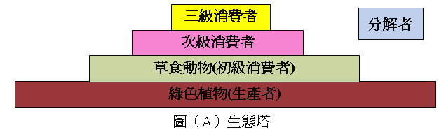 生態塔(Ecological Pyramids)-上 | 科學Online