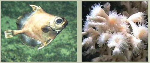 深海生物多樣性及其面臨的危機 | 科學Online