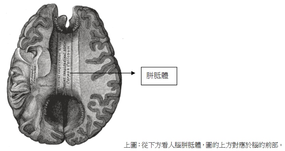 認識胼胝體 | 科學Online