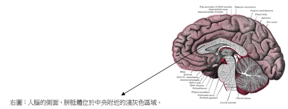 認識胼胝體 | 科學Online