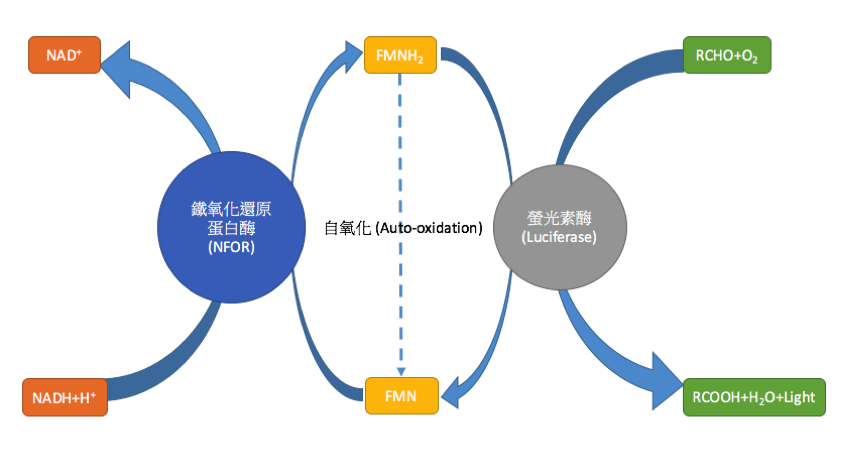 發光細菌在毒性試驗的應用 | 科學Online